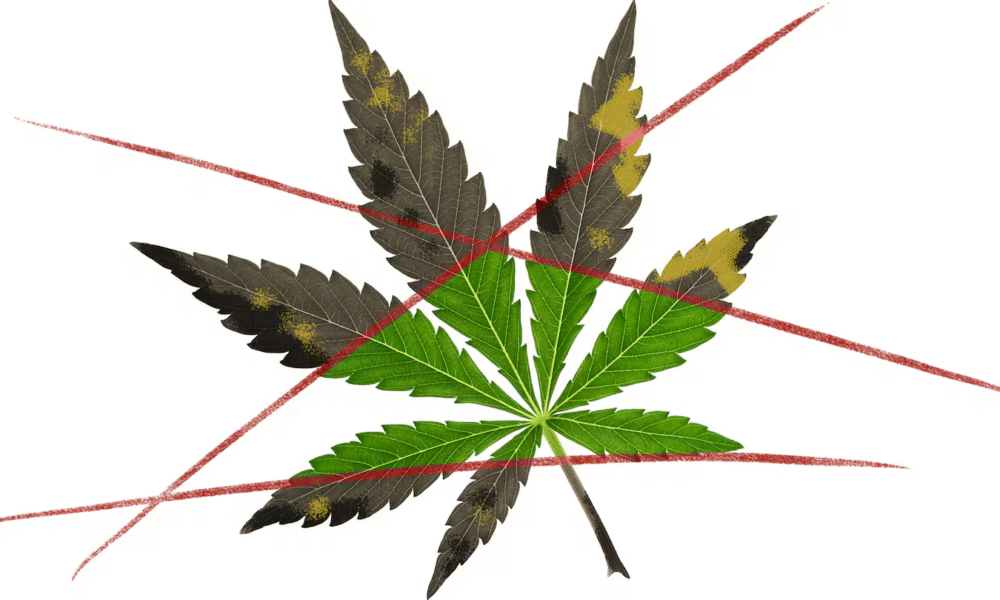 Marijuana Retail Report